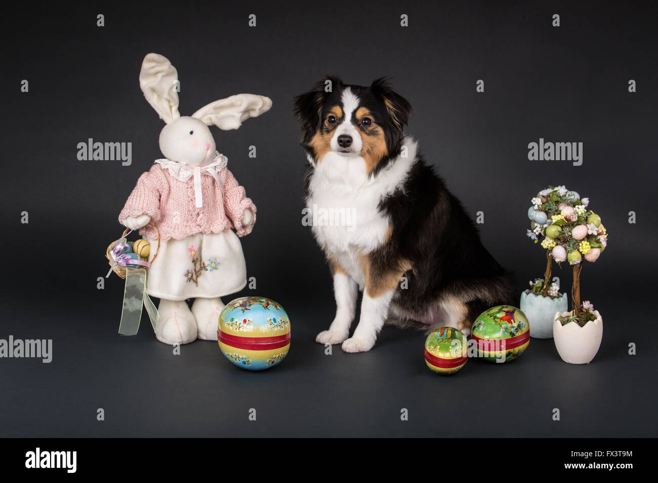 Miniature australian shepard hi-res stock photography and images - Alamy