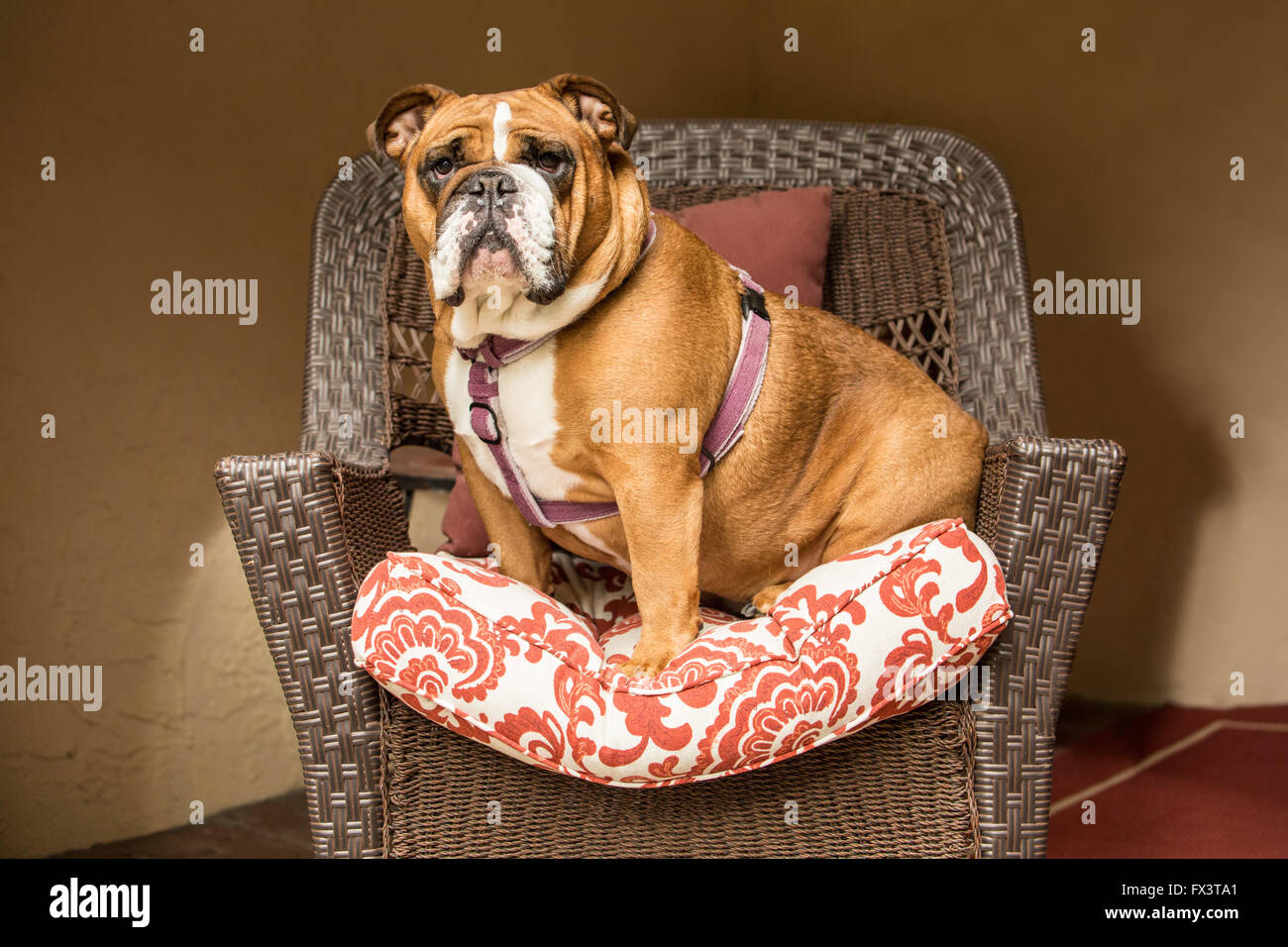 Regal dogs hi-res stock photography and images - Alamy