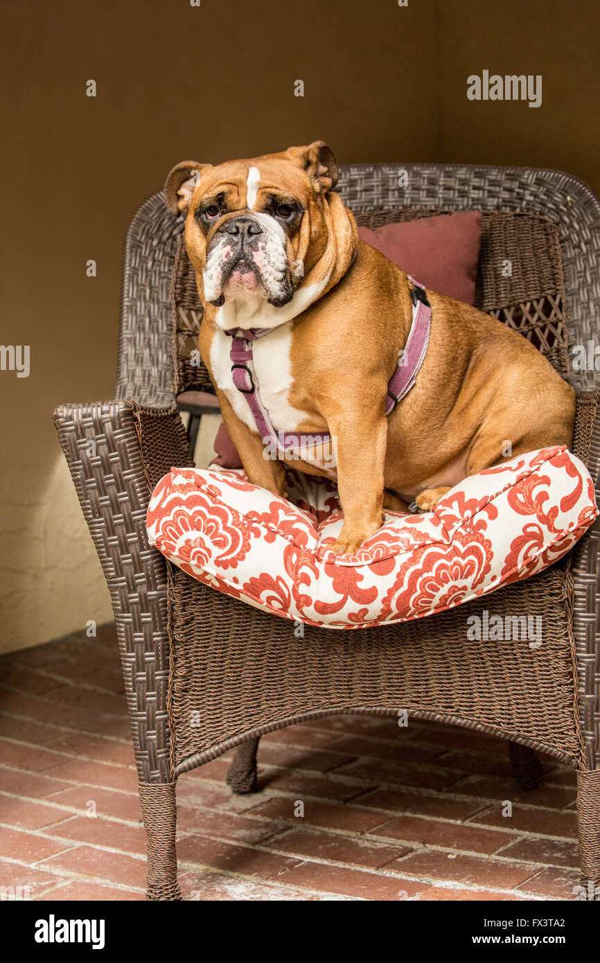 Regal dogs hi-res stock photography and images - Alamy