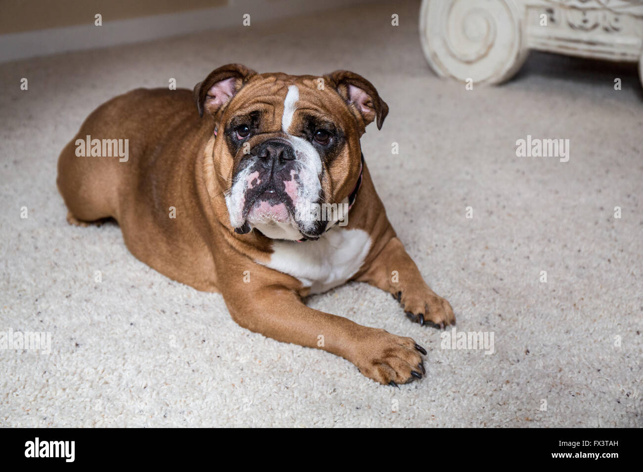 English bulldog face hi-res stock photography and images - Alamy