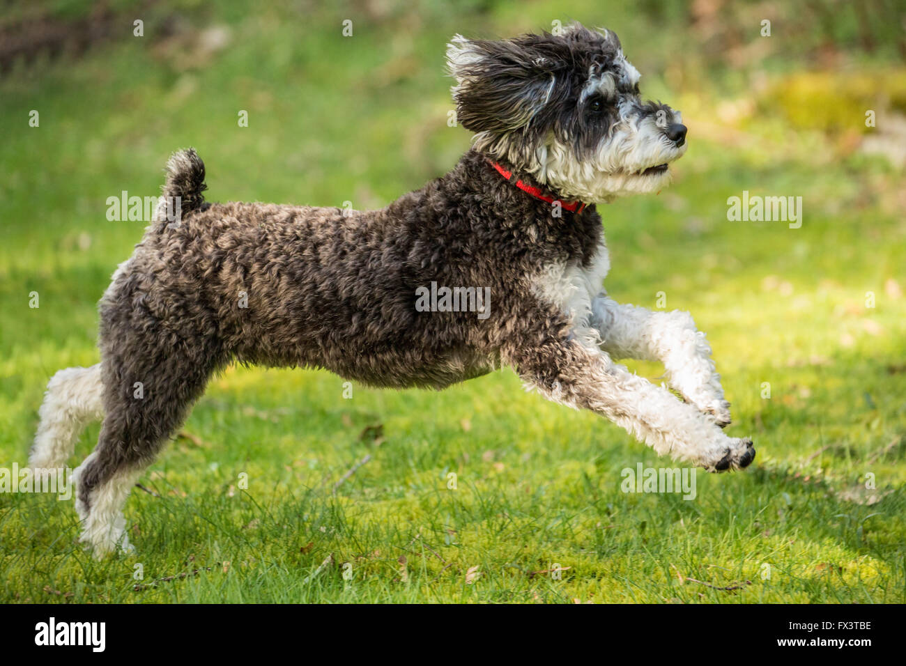 Schnoodle hi-res stock photography and images - Alamy