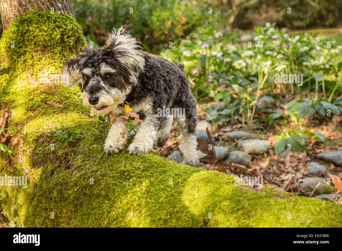 Leaping fallen tree hi-res stock photography and images - Alamy