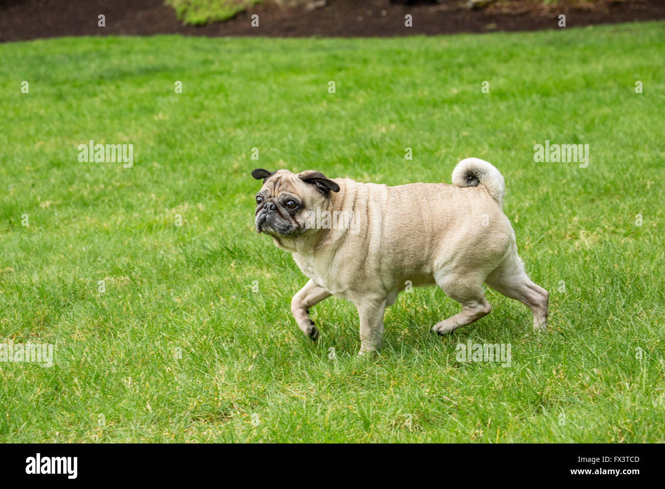 Cabo, an elderly fawn Pug exploring his yard in Redmond, Washington ...
