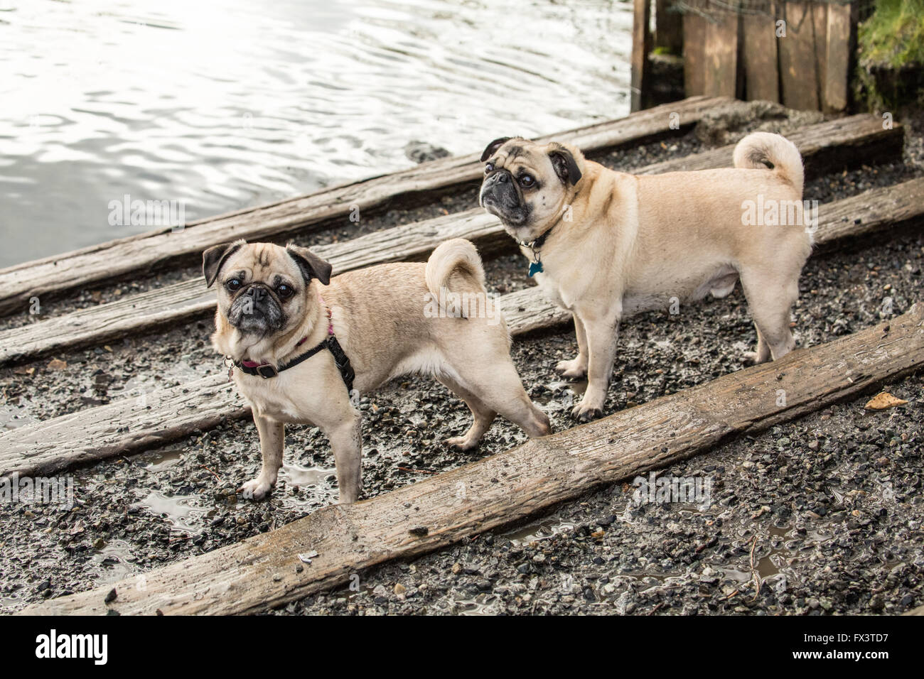 Two fawn Pugs, Buddy and Bella Boo, posing by the Sammamish river in ...