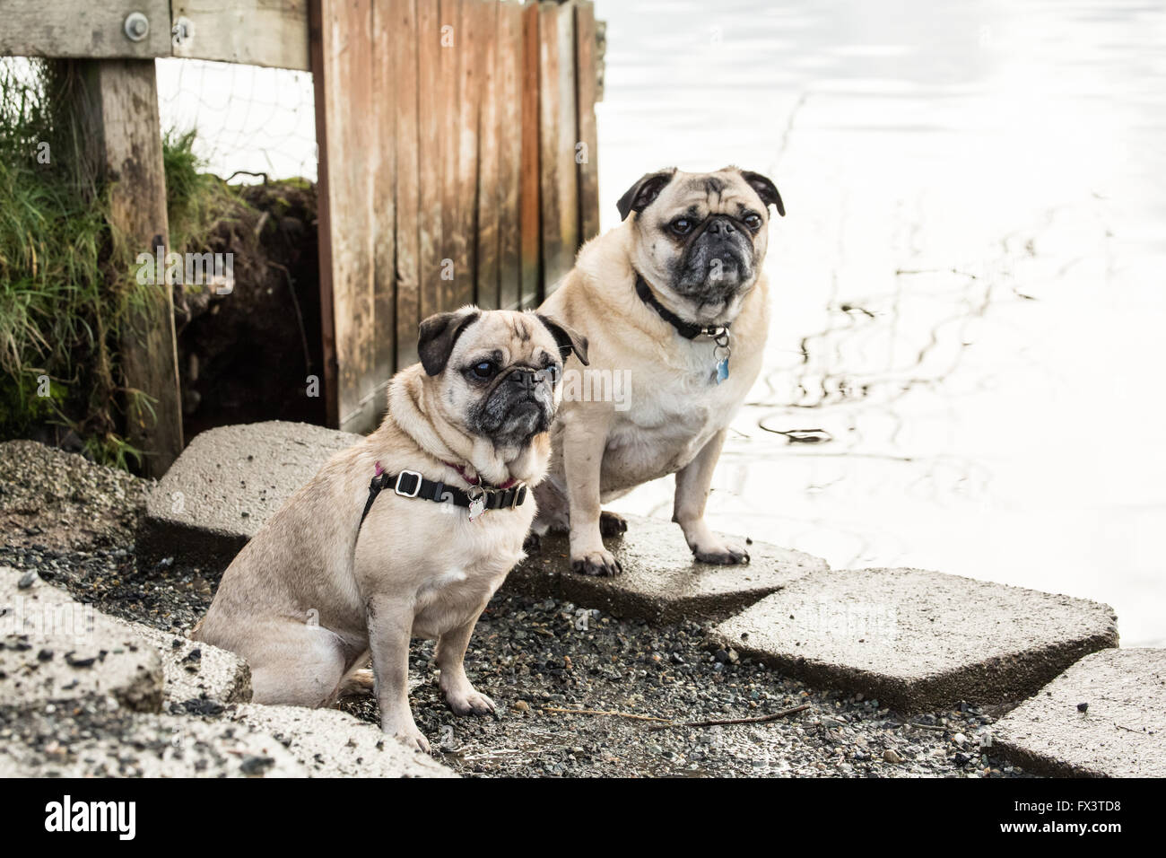 Dogs in mud hi-res stock photography and images - Alamy