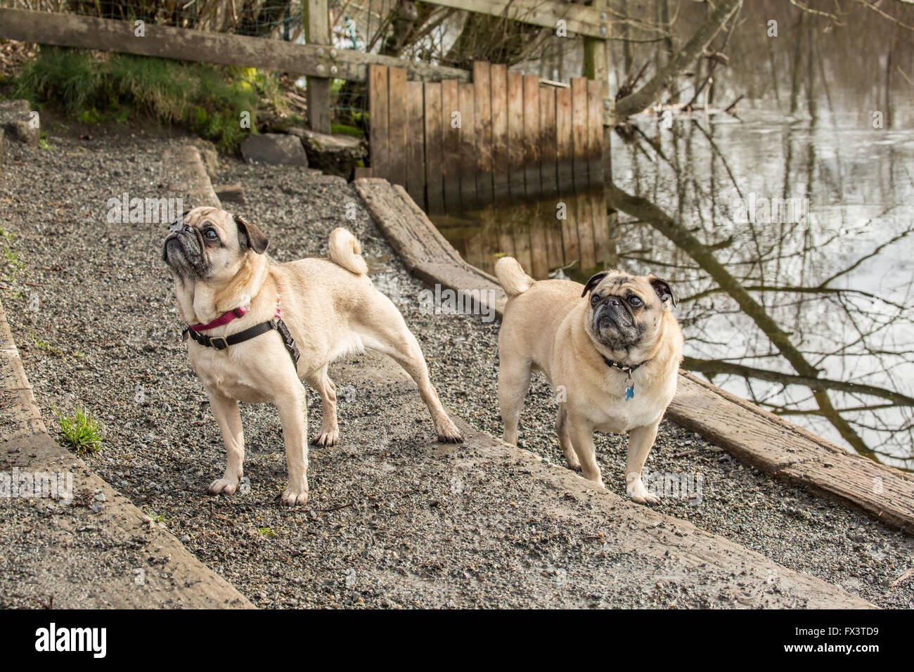 Two fawn Pugs, Buddy and Bella Boo, posing by the Sammamish river in ...