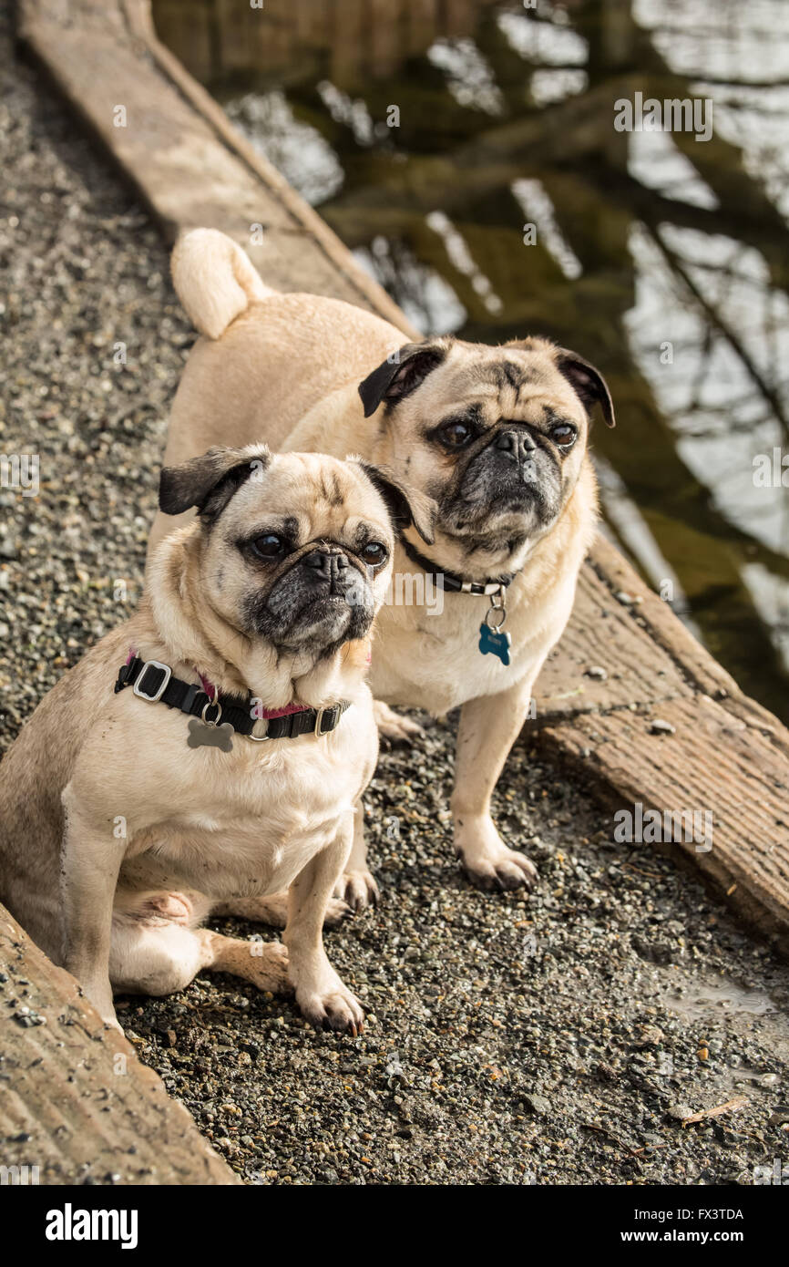 Two fawn Pugs, Buddy and Bella Boo, posing by the Sammamish river in ...