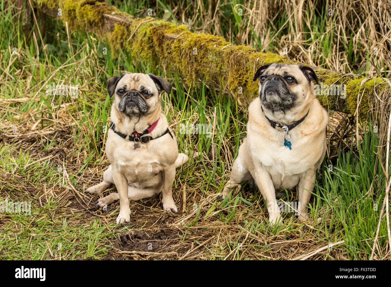 Dog park fence hi-res stock photography and images - Alamy