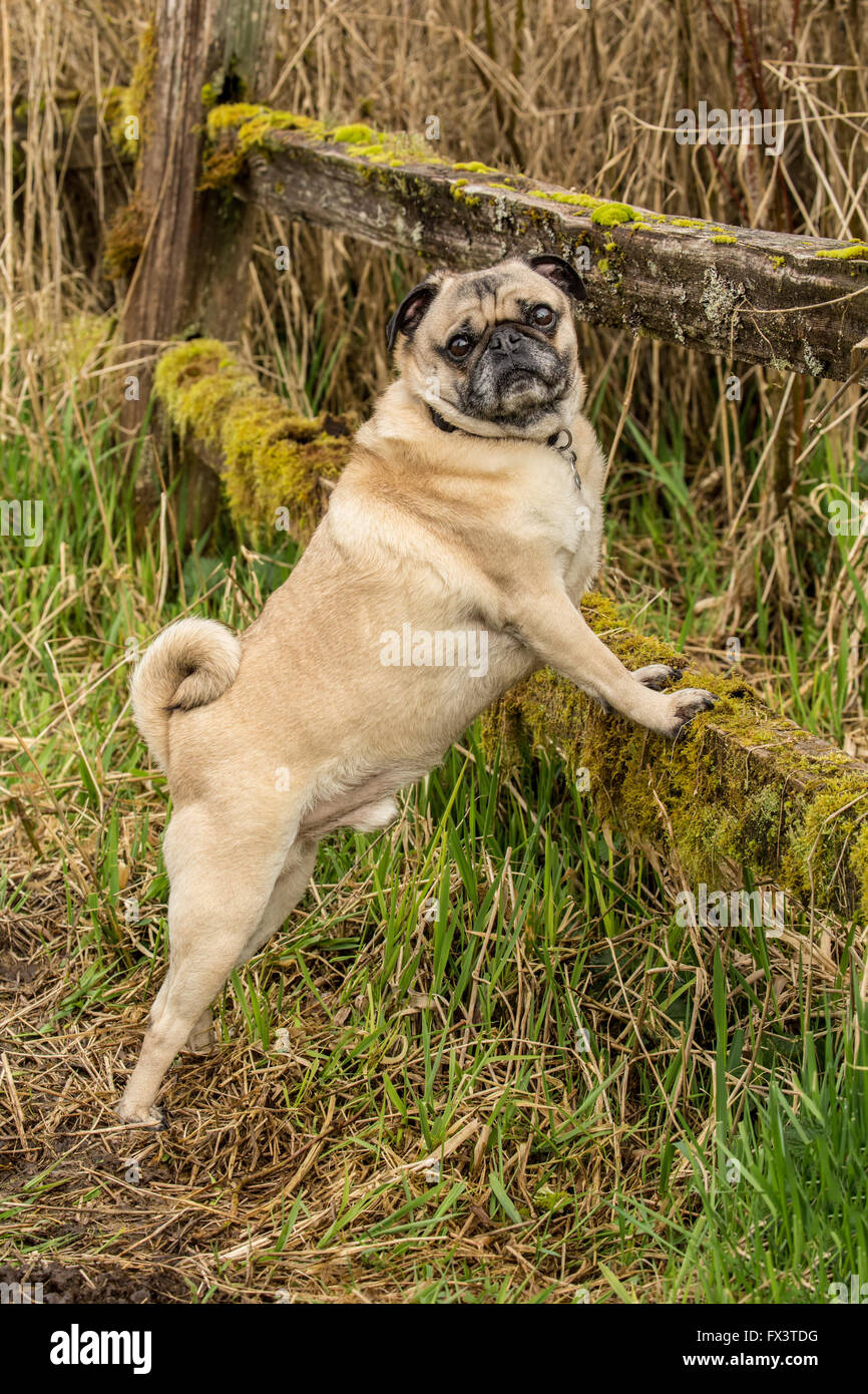 Lean leaning fence hi-res stock photography and images - Alamy