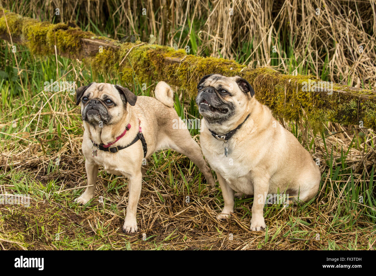 Two fawn Pugs, Buddy and Bella Boo, posing by a moss-covered fence in ...