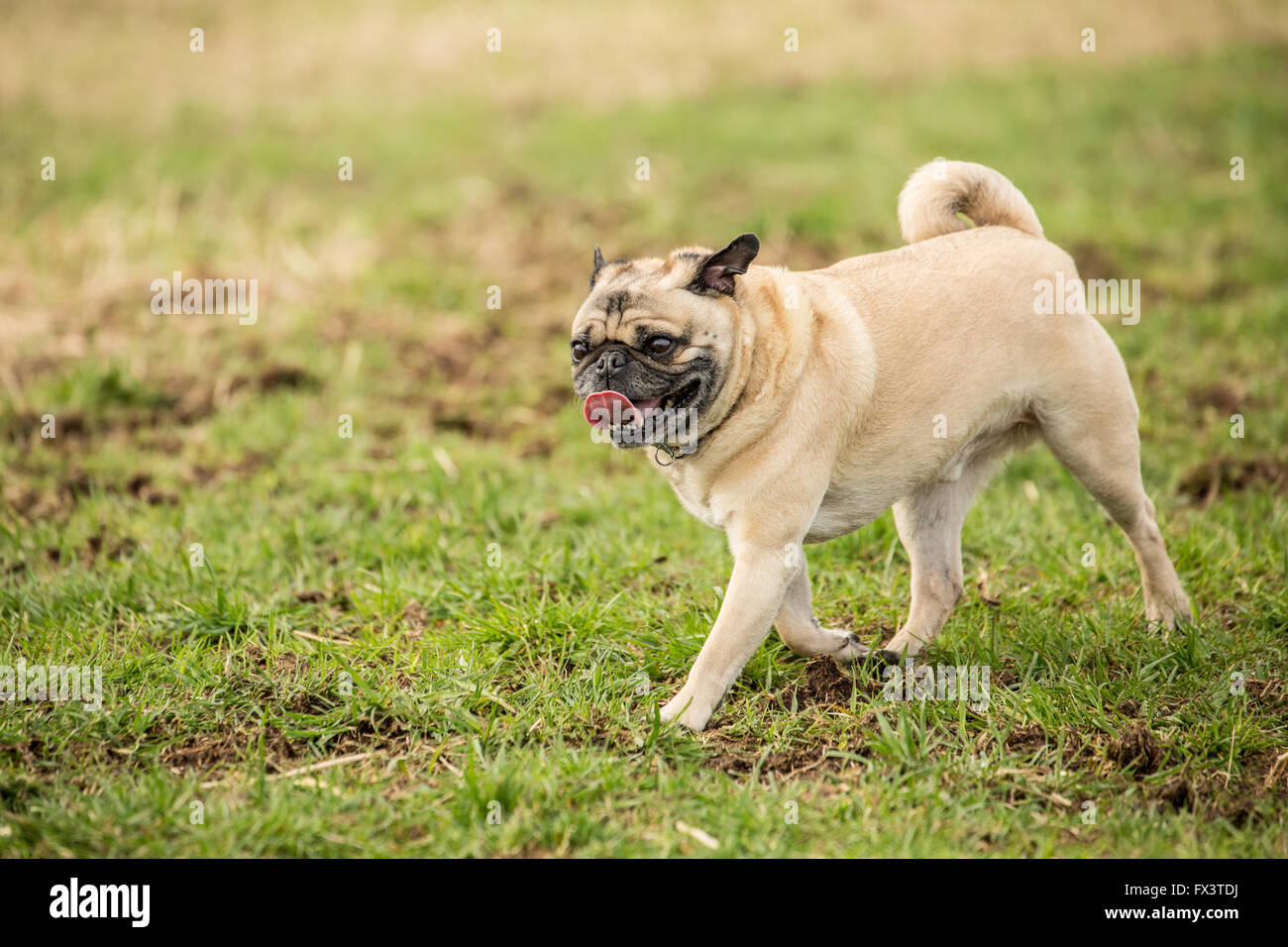 Side view of a pug hi-res stock photography and images - Alamy