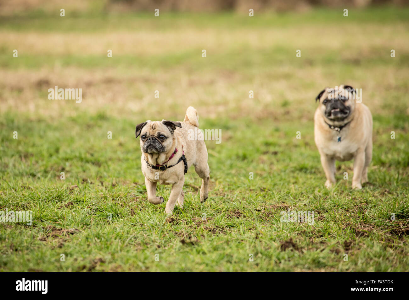Two dogs running in grass hi-res stock photography and images - Alamy