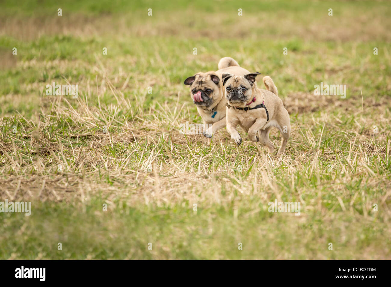 Two fawn Pugs, Buddy and Bella Boo, running in a field in Marymoor Park ...