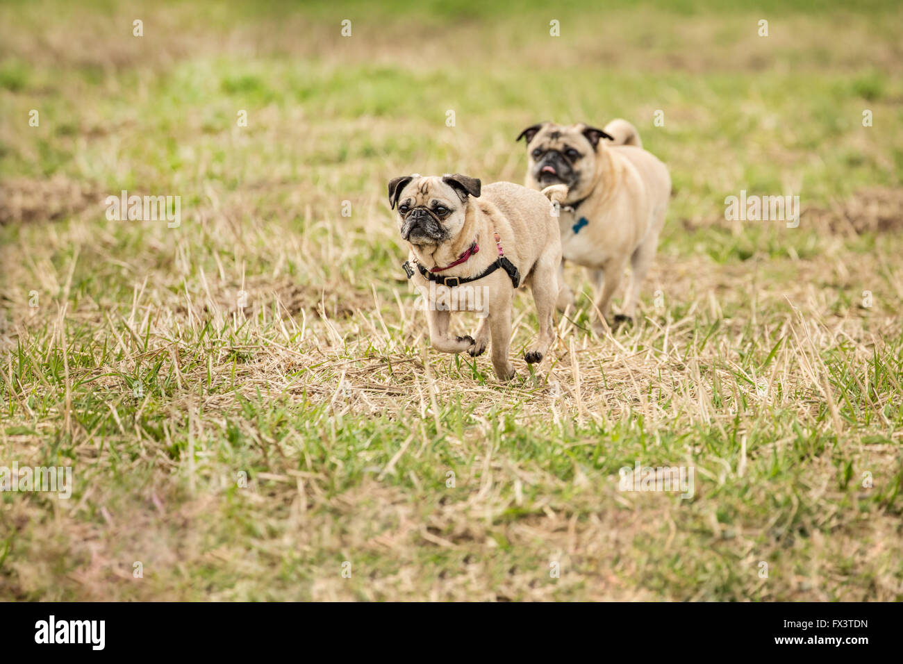 Two dogs running in grass hi-res stock photography and images - Alamy