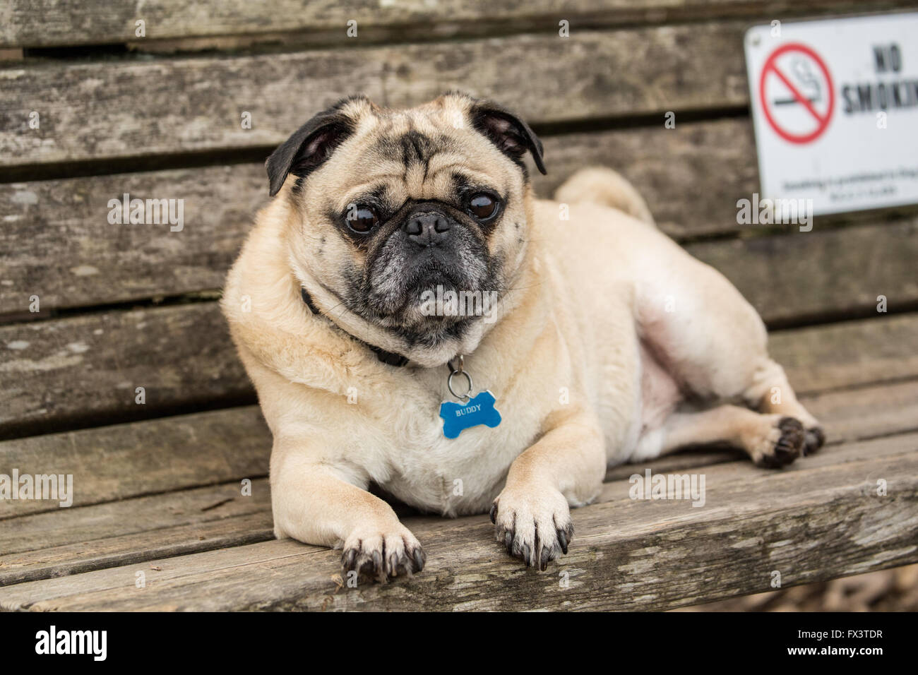 Fawn-colored Pug, Buddy, resting on a wooden park bench in Marymoor ...