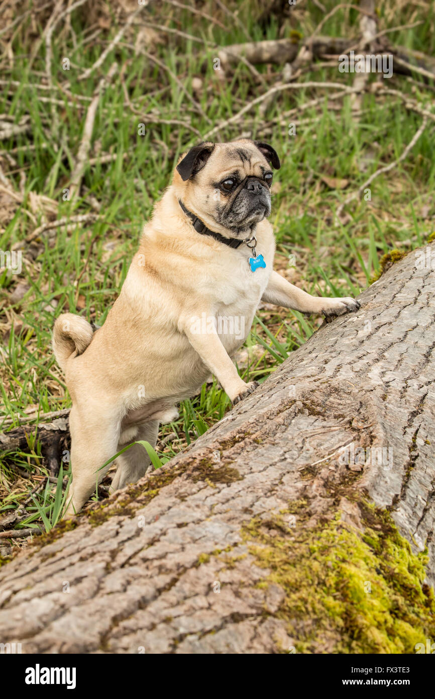 Fawn-colored Pug, Buddy, about to jump onto a fallen tree in Marymoor ...