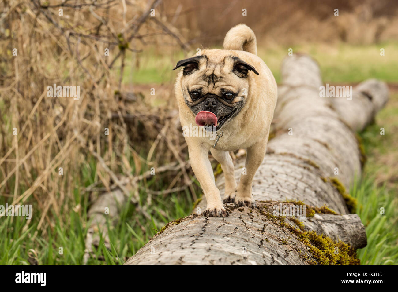 Fawn-colored Pug, Buddy,walking on a fallen tree in Marymoor Park in ...
