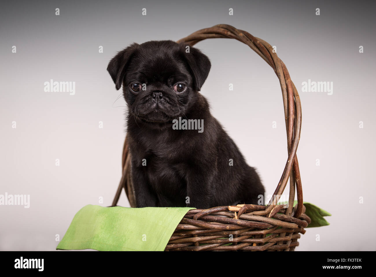 Fitzgerald, a 10 week old black Pug puppy sitting in a basket in ...