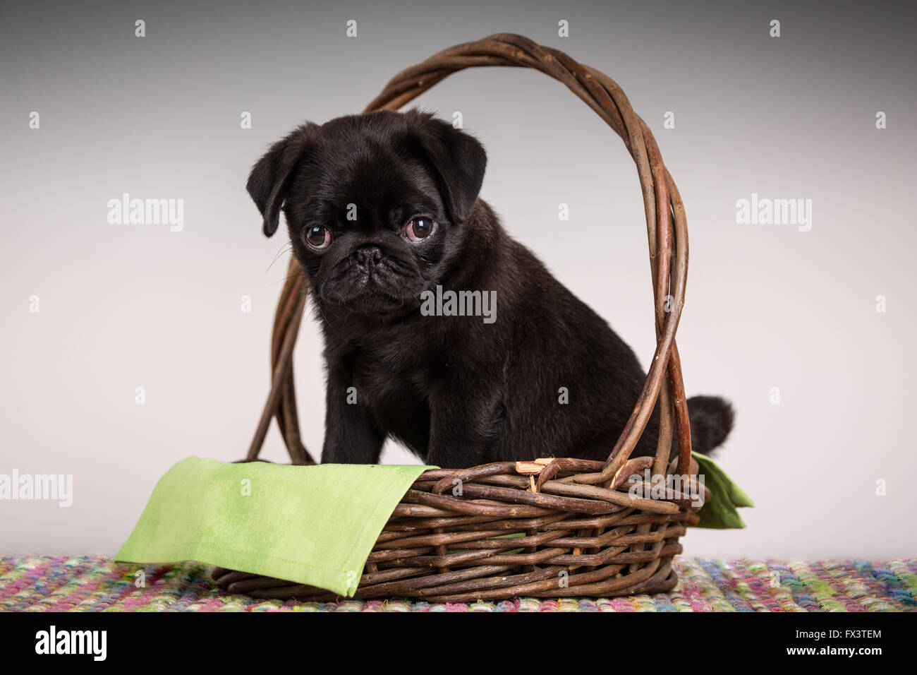 Fitzgerald, a 10 week old black Pug puppy sitting in a basket in ...