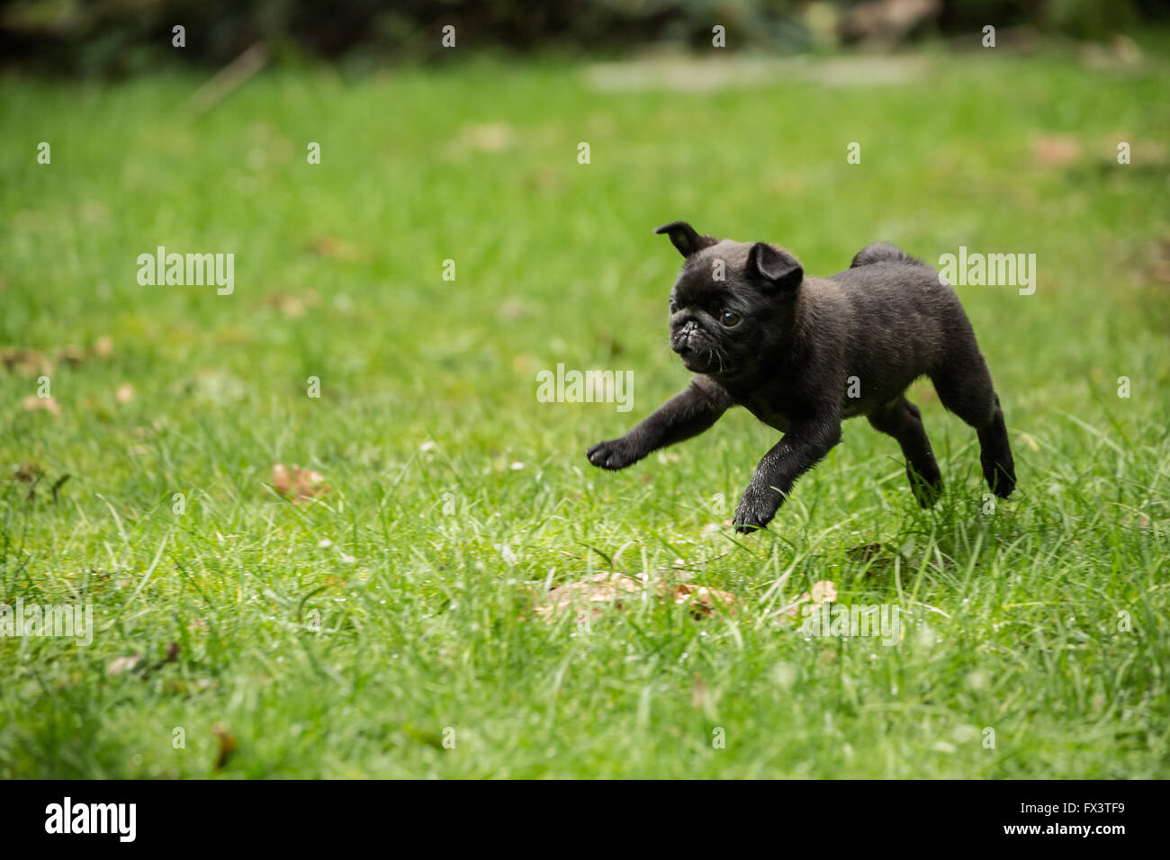 Jumping Dog Stock Photos & Jumping Dog Stock Images - Alamy
