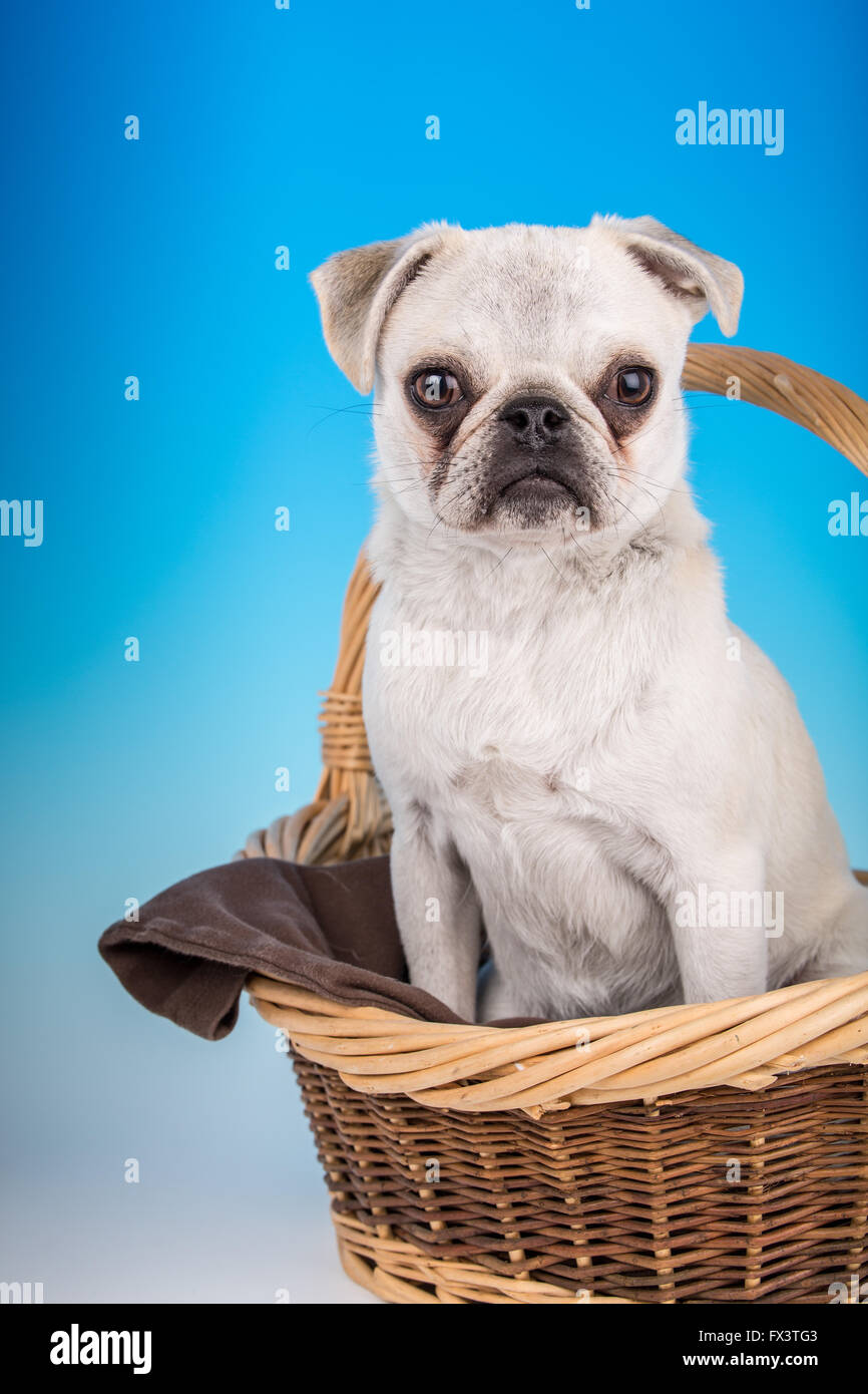 Pug dog puppy basket hi-res stock photography and images - Alamy