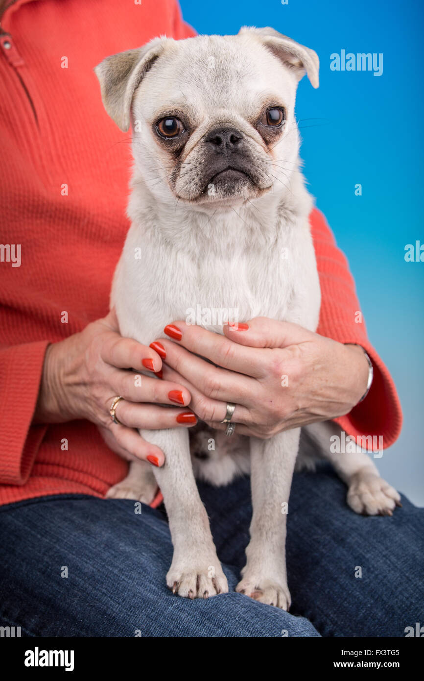 Elderly woman and pug hi-res stock photography and images - Alamy