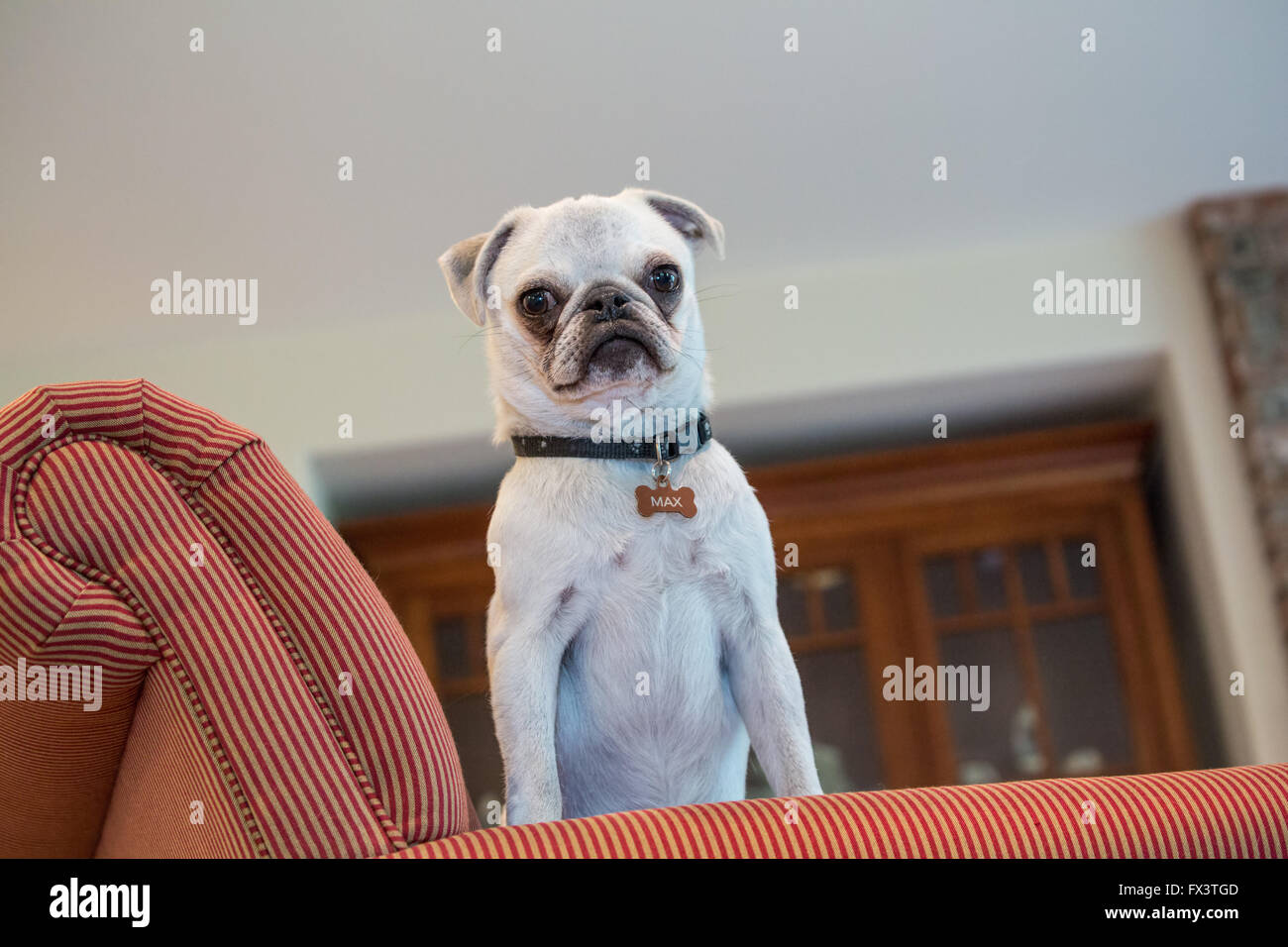 Max, a white Pug puppy, standing in an upholstered chair, looking down ...