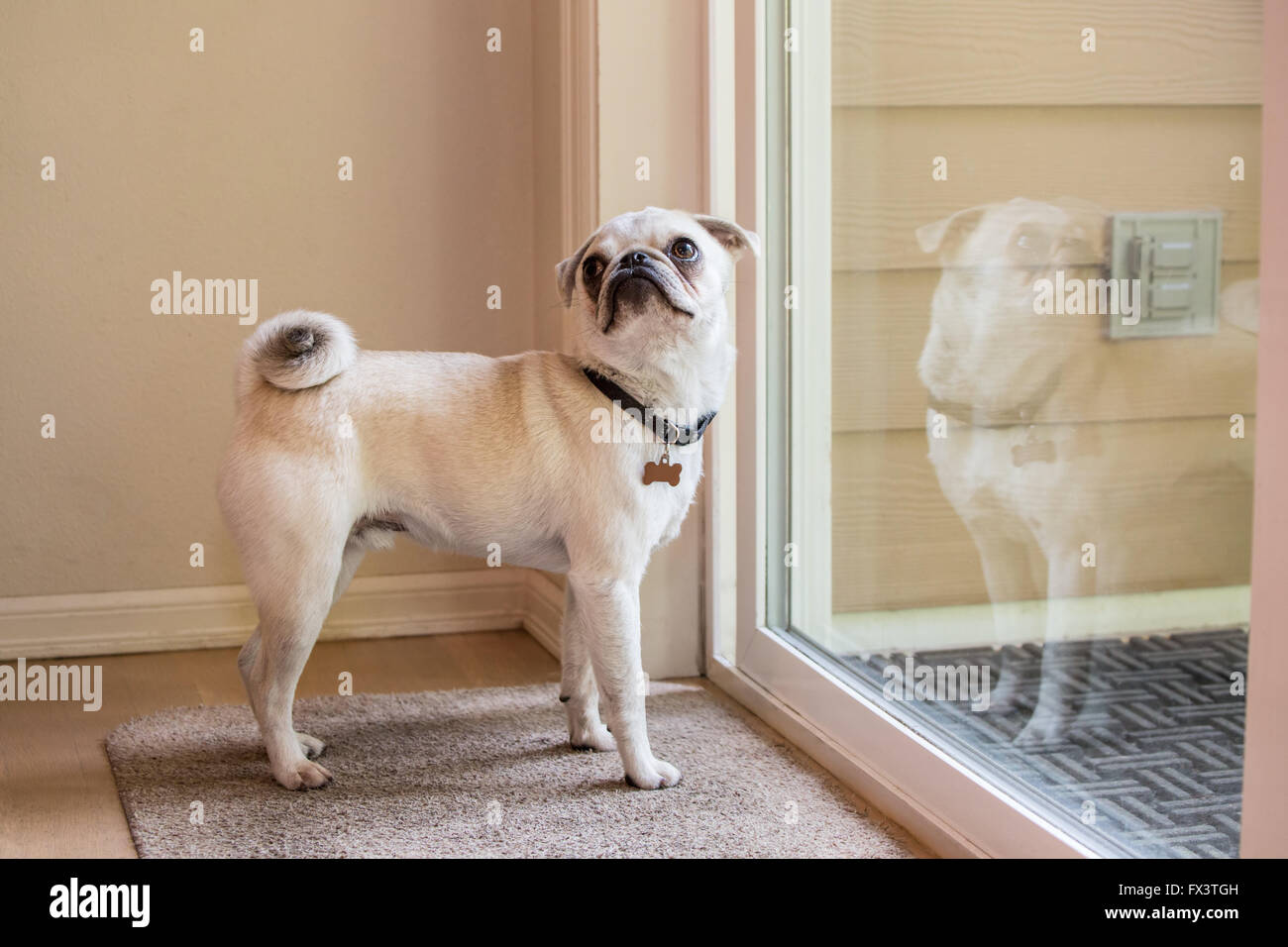 Max, a white Pug puppy, waiting patiently to be let out the door, in ...
