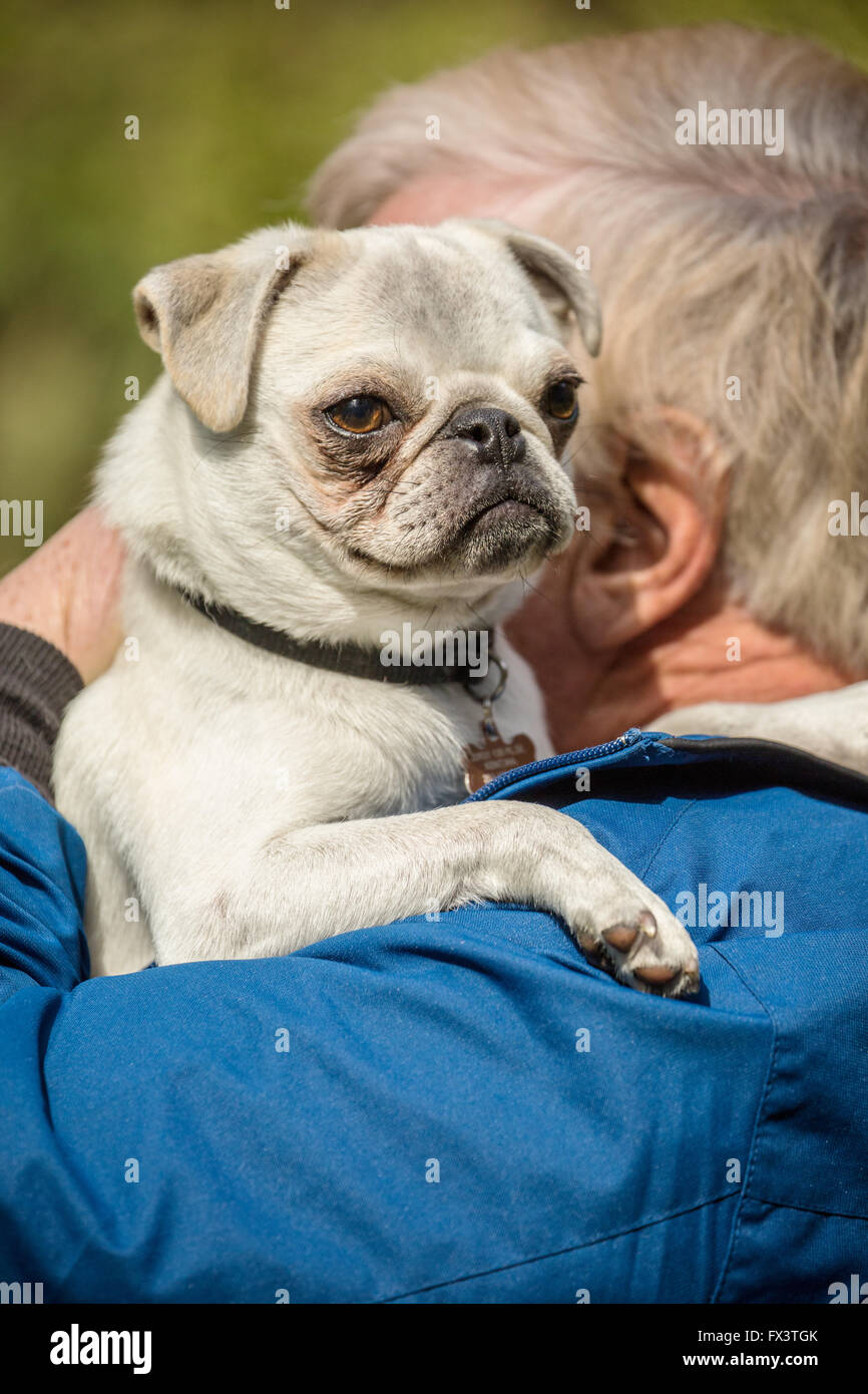 Man holding Max, his white Pug puppy, in Issaquah, Washington, USA ...