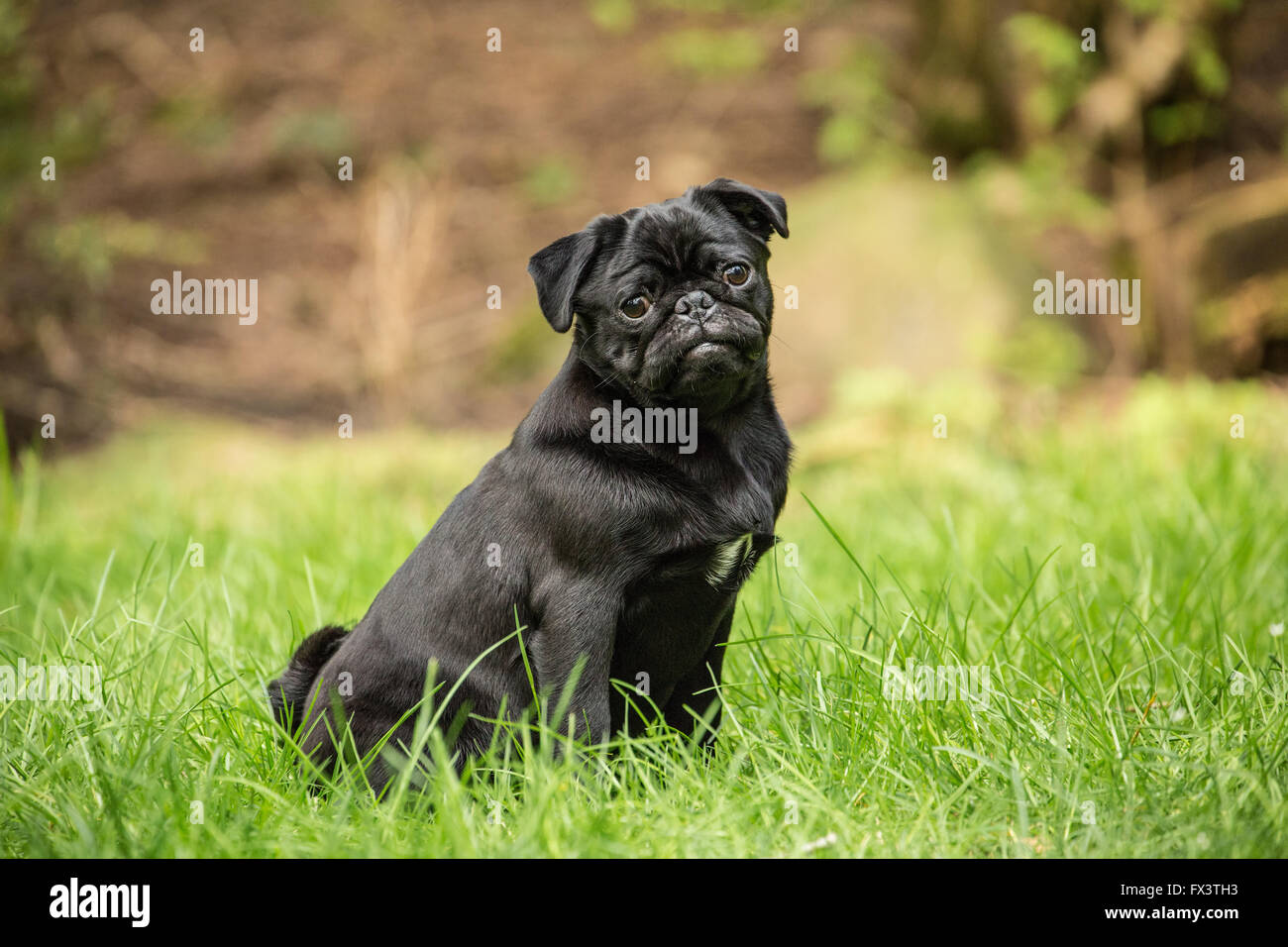 Black pug hi-res stock photography and images - Alamy