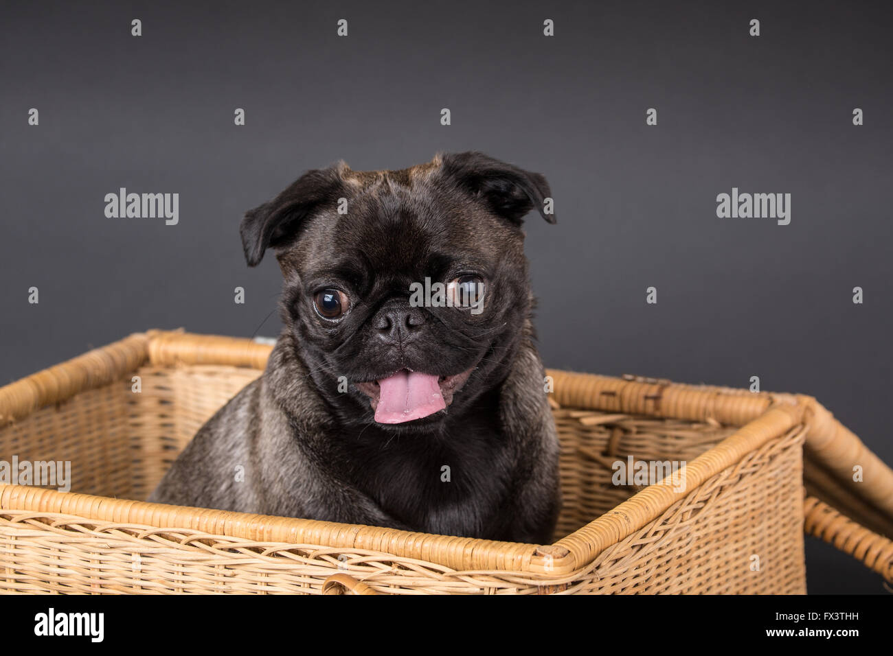 Olive, the Pug, sitting in a picnic basket in Issaquah, Washington, USA ...