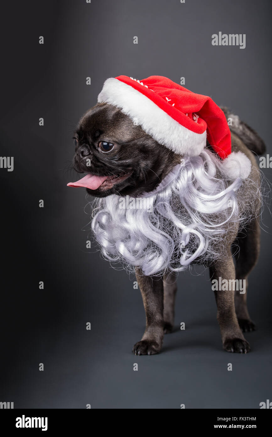 Olive, the Pug, wearing a Santa hat and beard in Issaquah, Washington ...