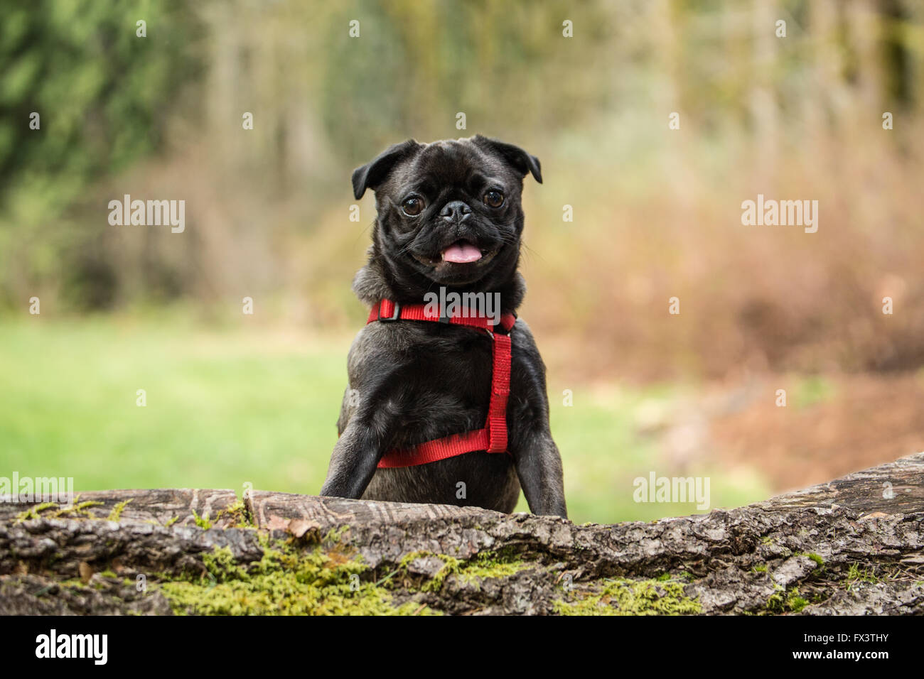 Olive, the Pug, with front paws resting on a fallen tree in Issaquah ...