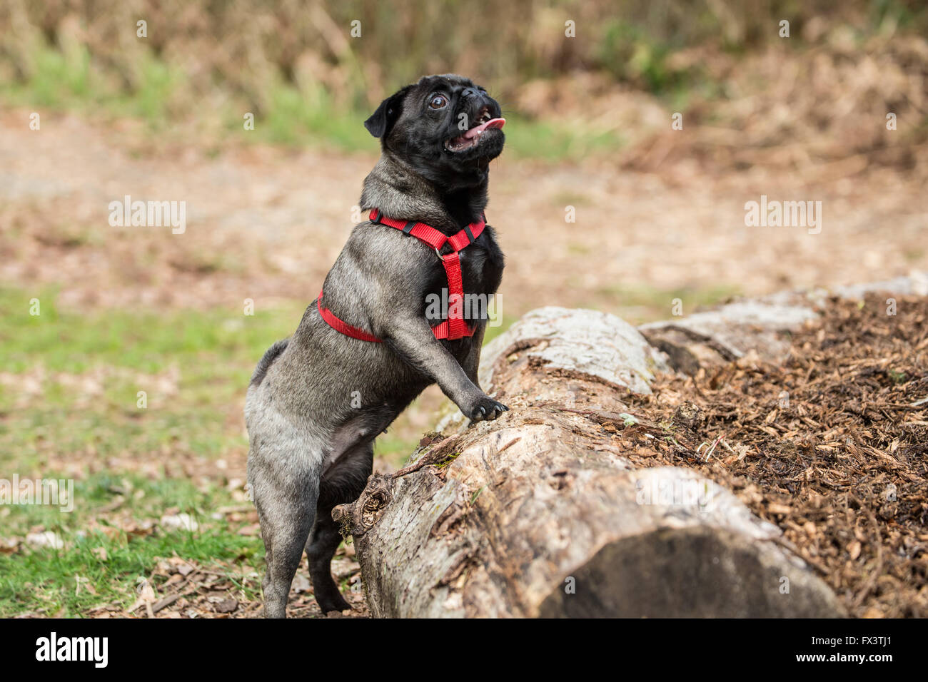 Olive, the Pug, with front paws resting on logs surrounding a raised ...