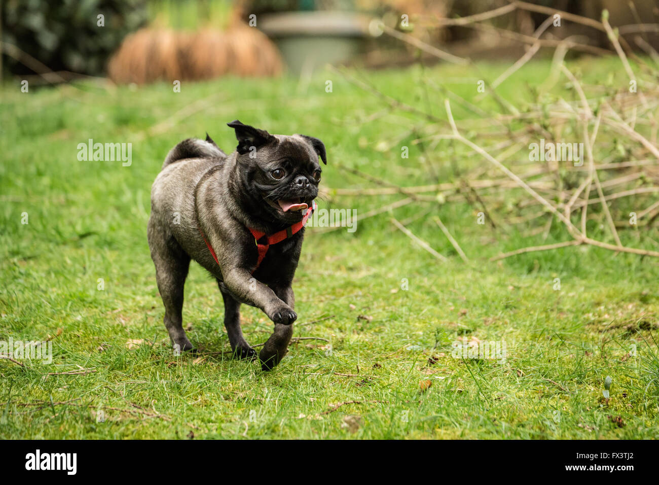 Olive, the Pug, running in the yard in Issaquah, Washington, USA Stock ...