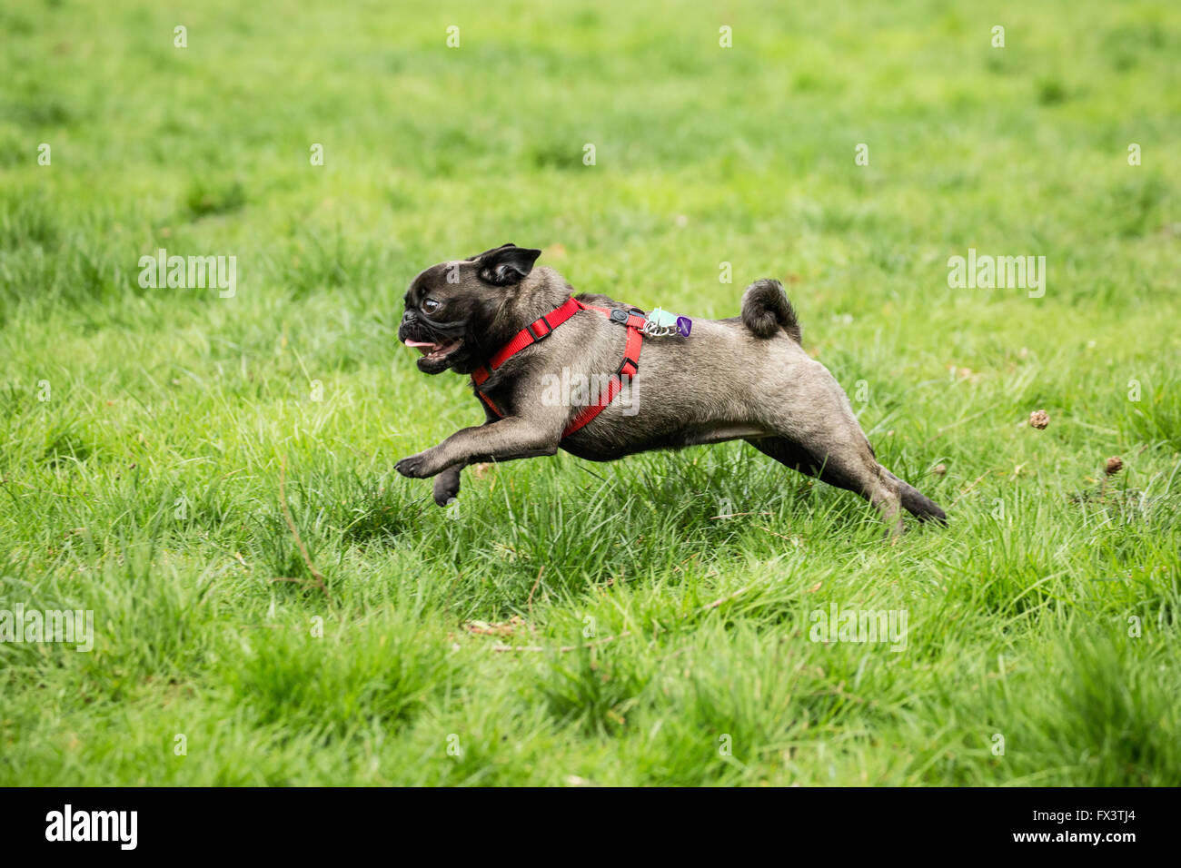 Olive, the Pug, running playfully in the yard in Issaquah, Washington ...