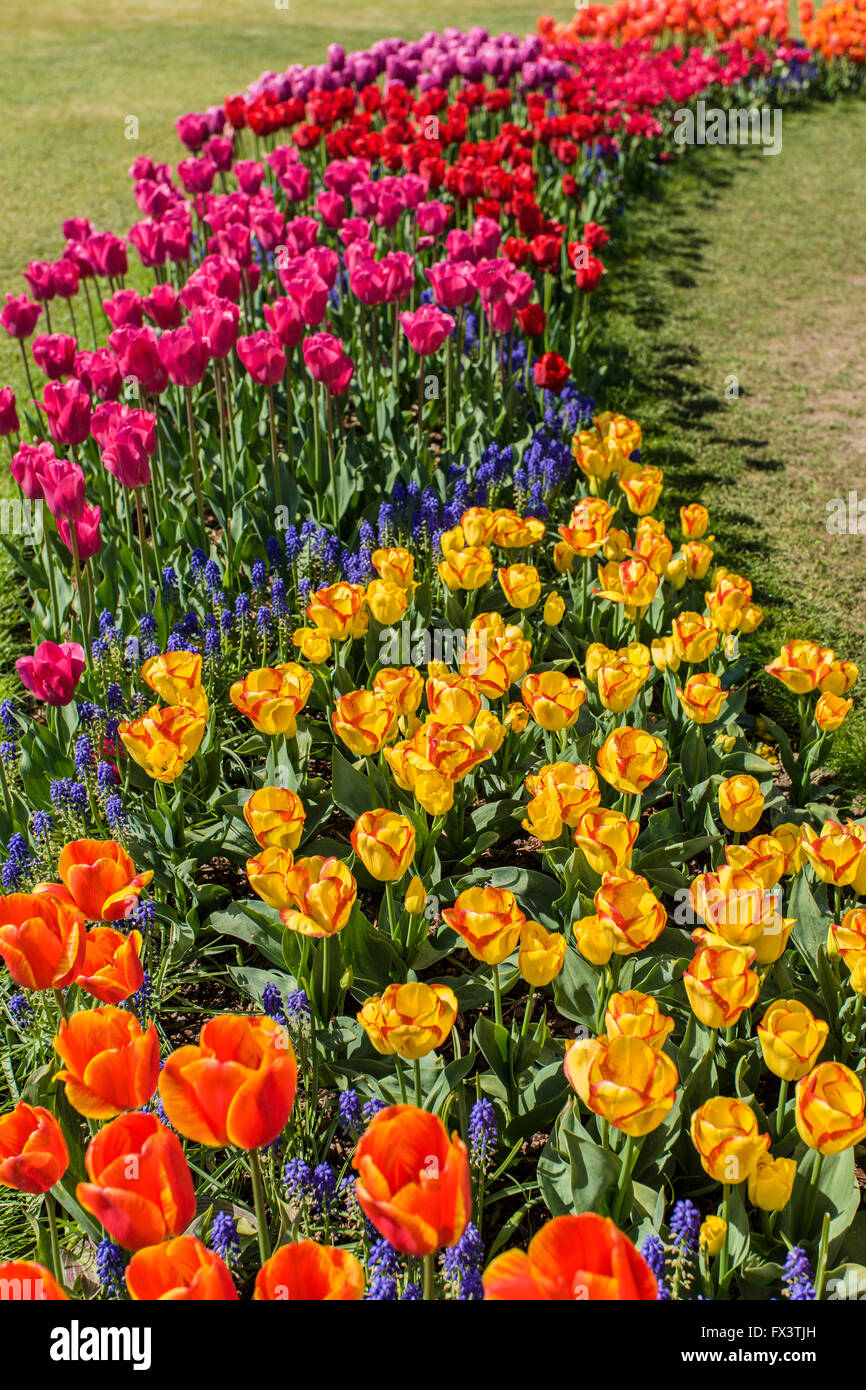 Tulip garden at Roozengaarde in Mount Vernon, Washington, USA Stock ...