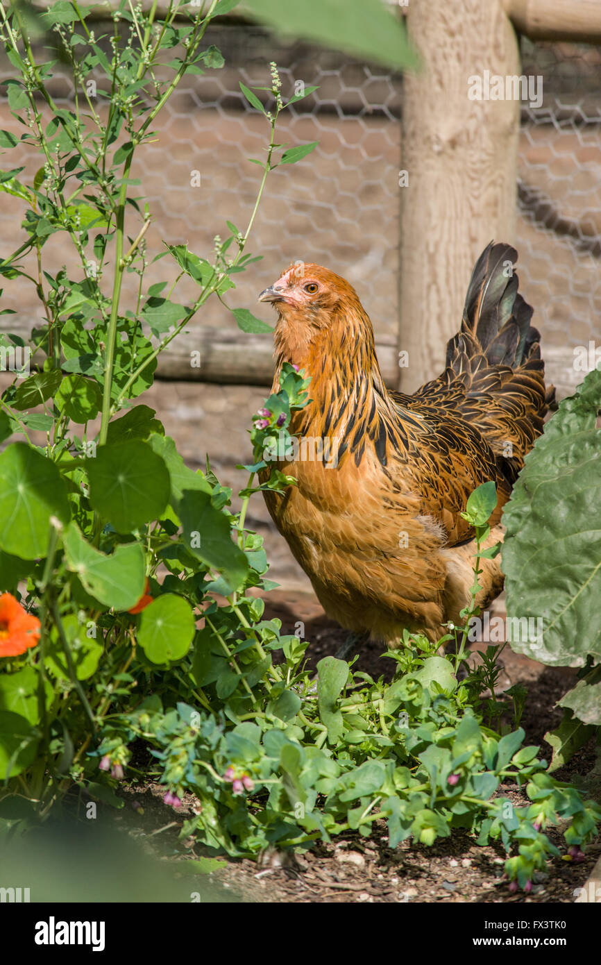 Americauna chicken foraging in the garden in Issaquah, Washington, USA ...
