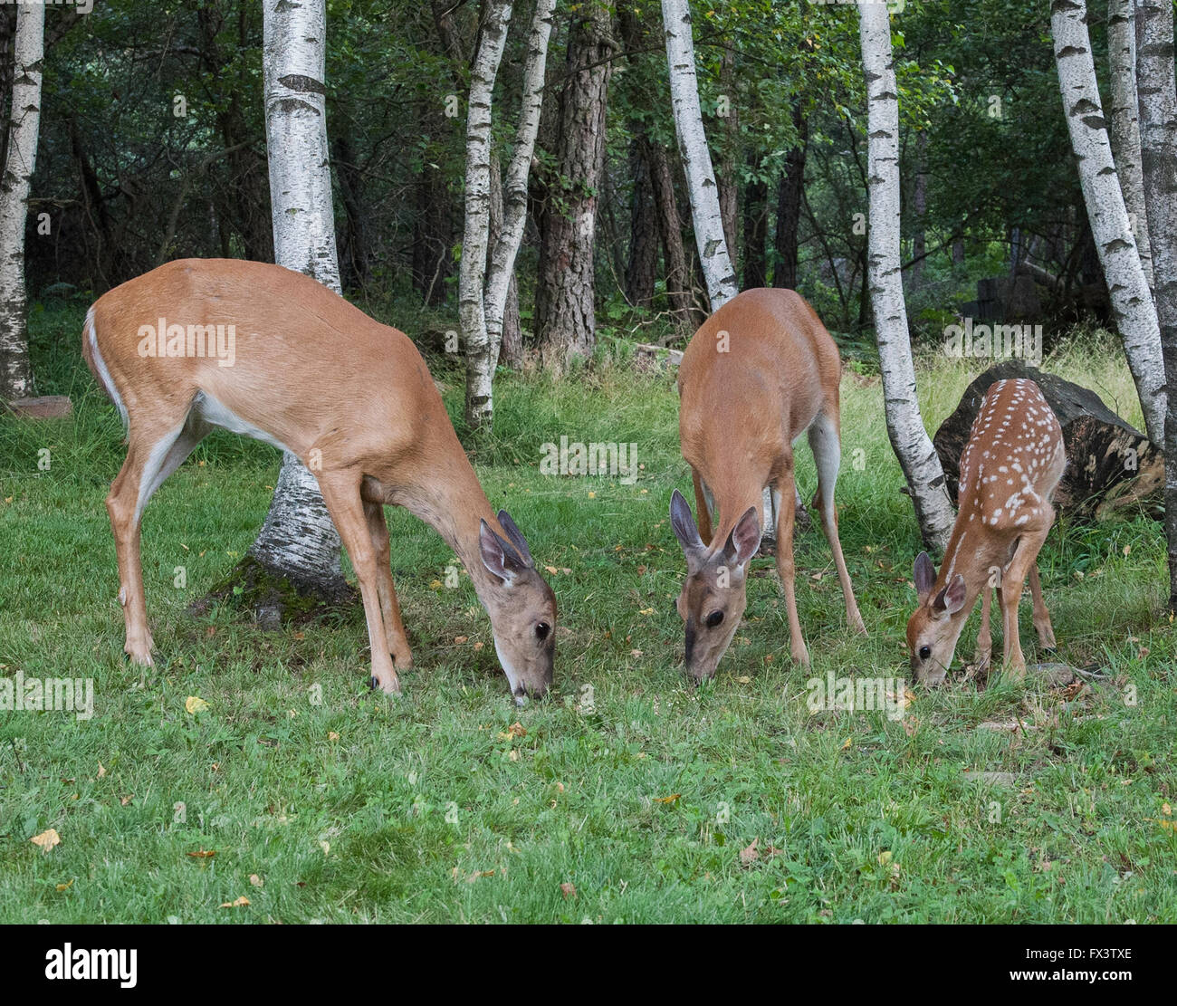 Two Whitetail Doe with One Whitetail Fawn Grazing on Grass Stock Photo ...