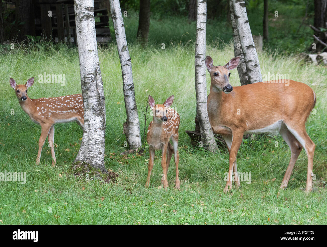Two Whitetail Fawn with Whitetail Doe Stock Photo - Alamy