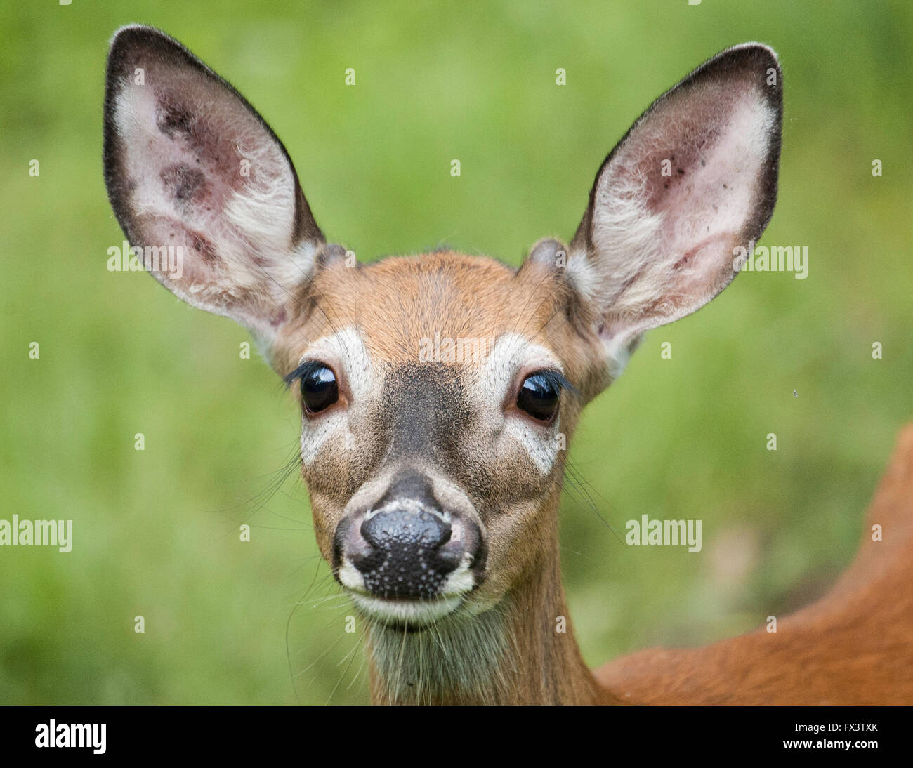 Portrait Whitetail Buck Stock Photo - Alamy