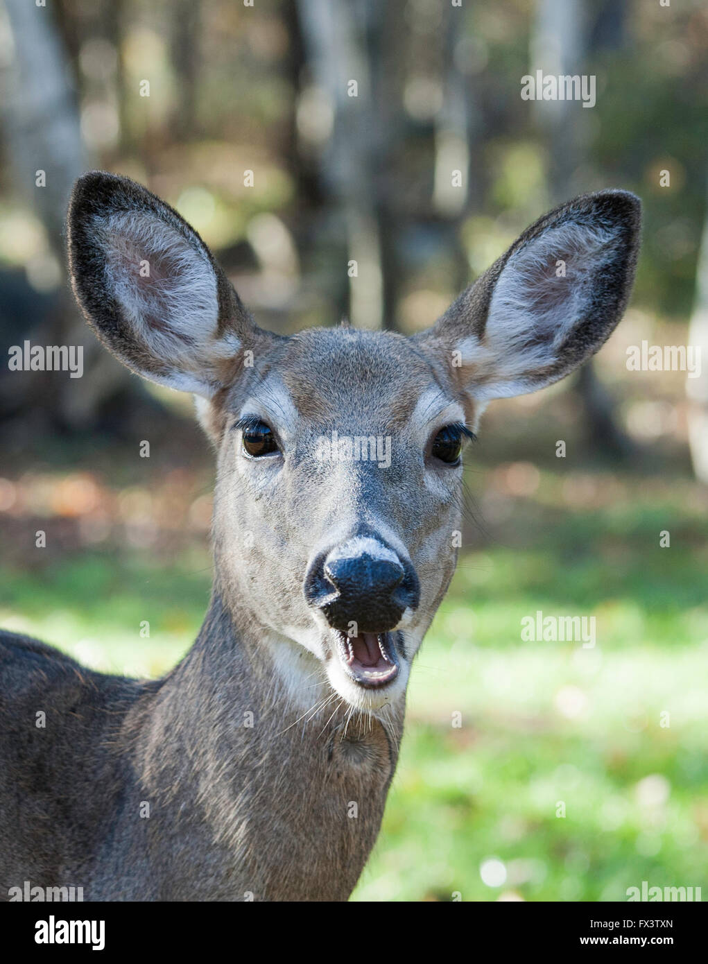 White Tailed Deer Doe Face