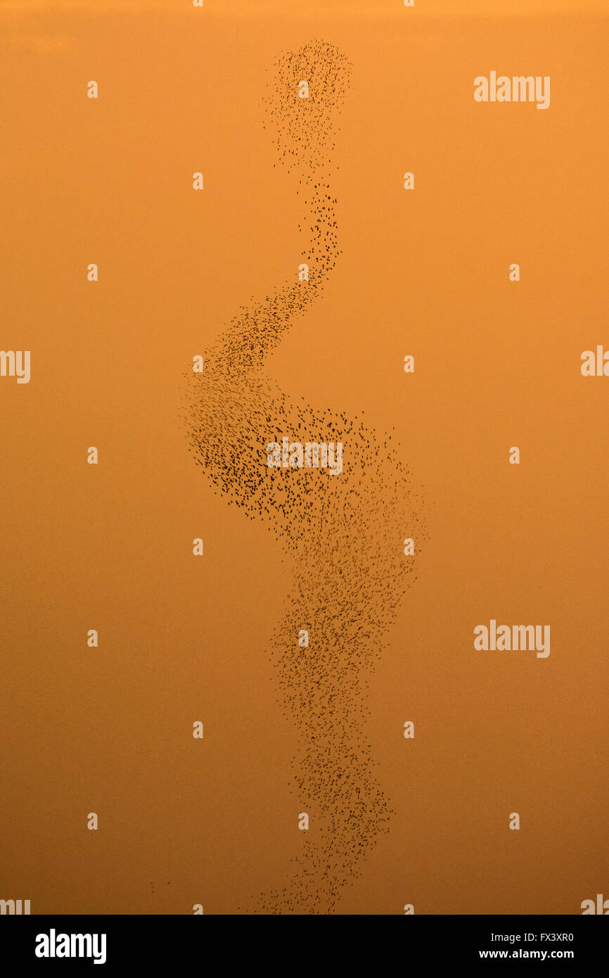 Starlings murmuration hi-res stock photography and images - Alamy