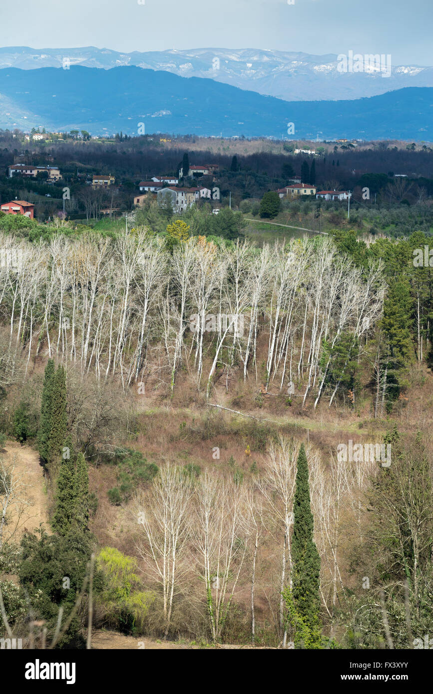 Tuscan landscape and cyprus trees hi-res stock photography and images ...