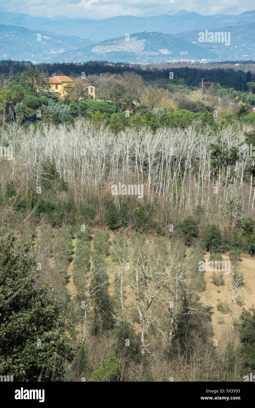 Tuscan landscape and cyprus trees hi-res stock photography and images ...