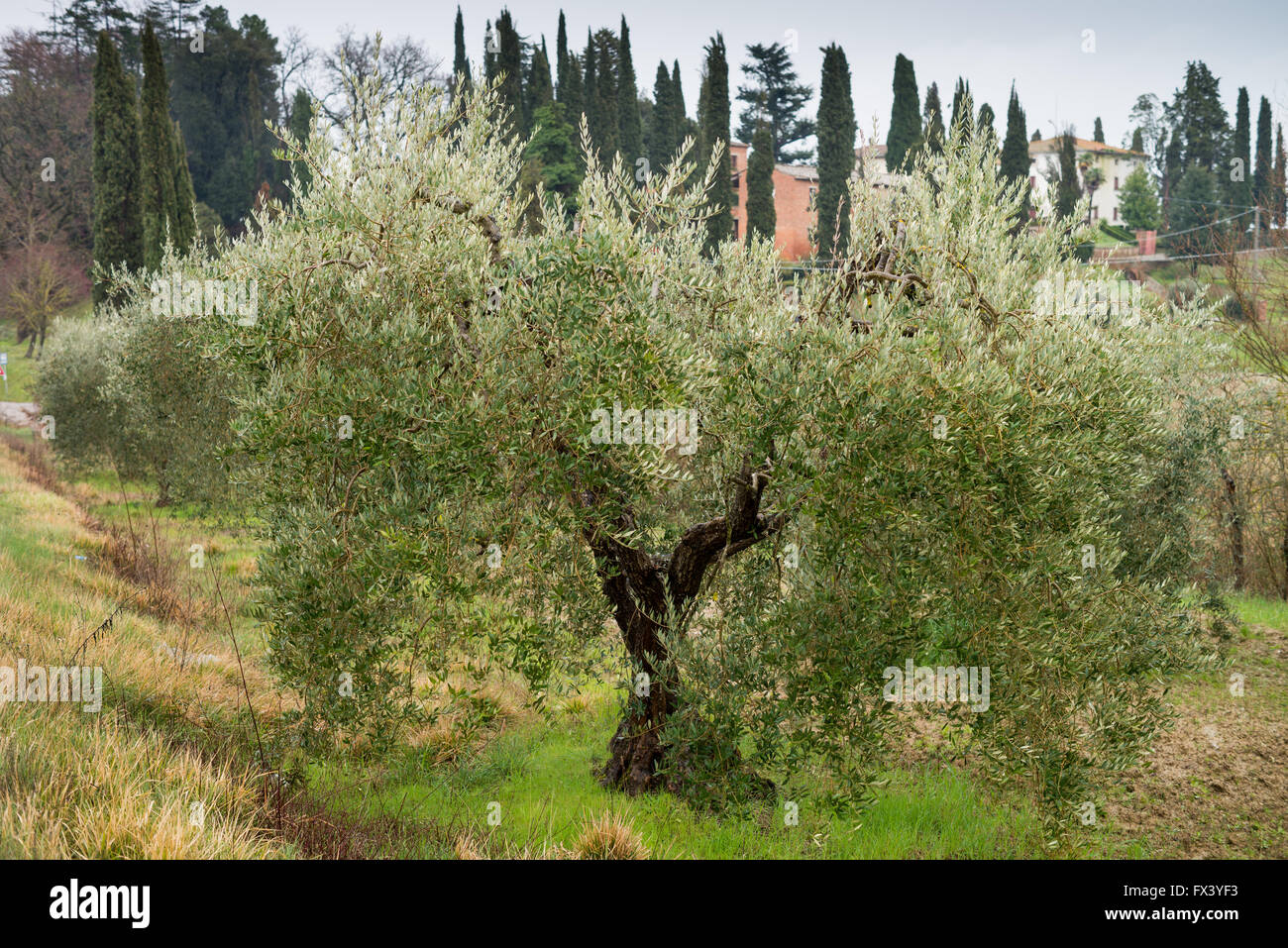 Olive tree, Tuscany, Europe Stock Photo - Alamy