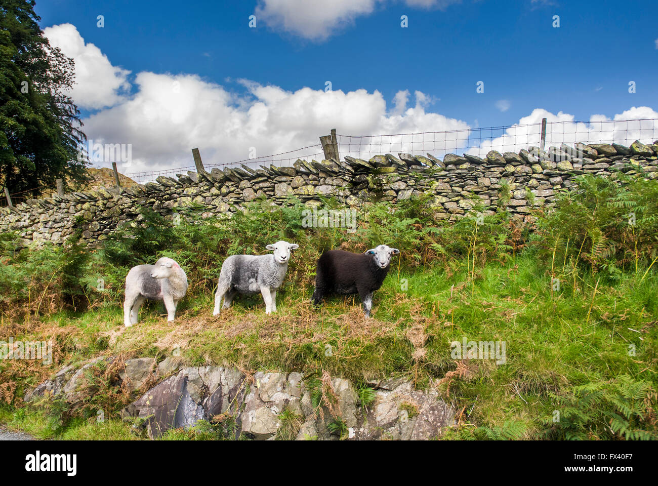 Three hardy Herdwick sheep by a stone wall in the Lake District of ...