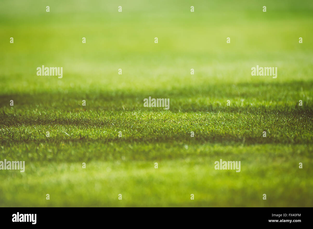 Green grass field background Stock Photo - Alamy