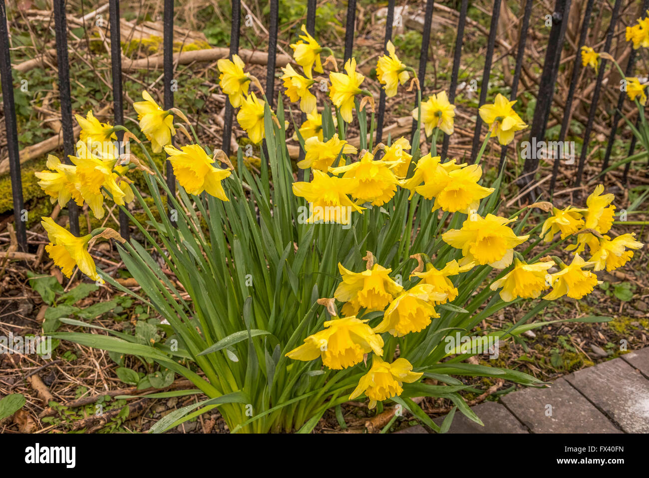 Welsh national flower hi-res stock photography and images - Alamy