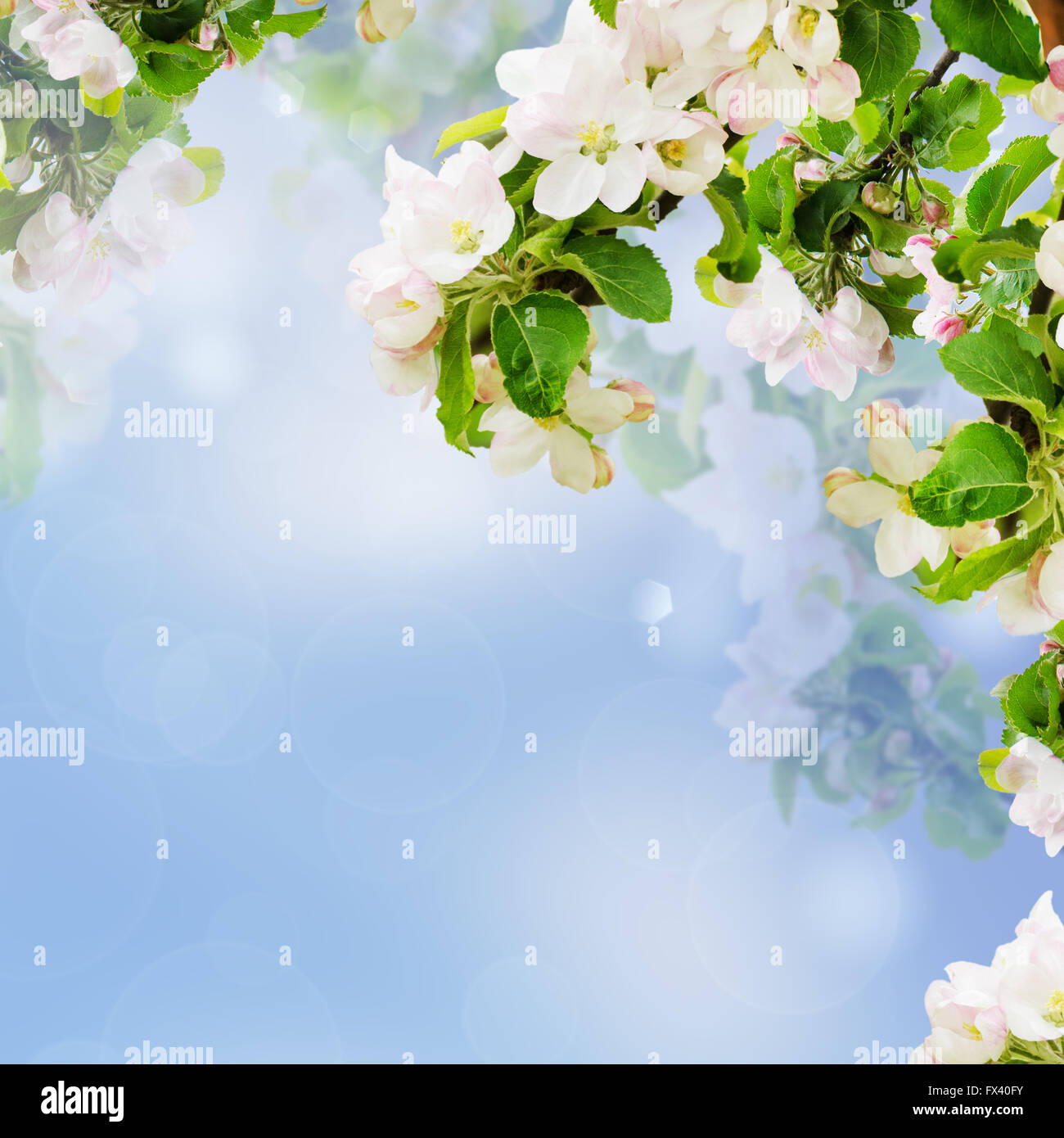 Apple floral background Stock Photo - Alamy